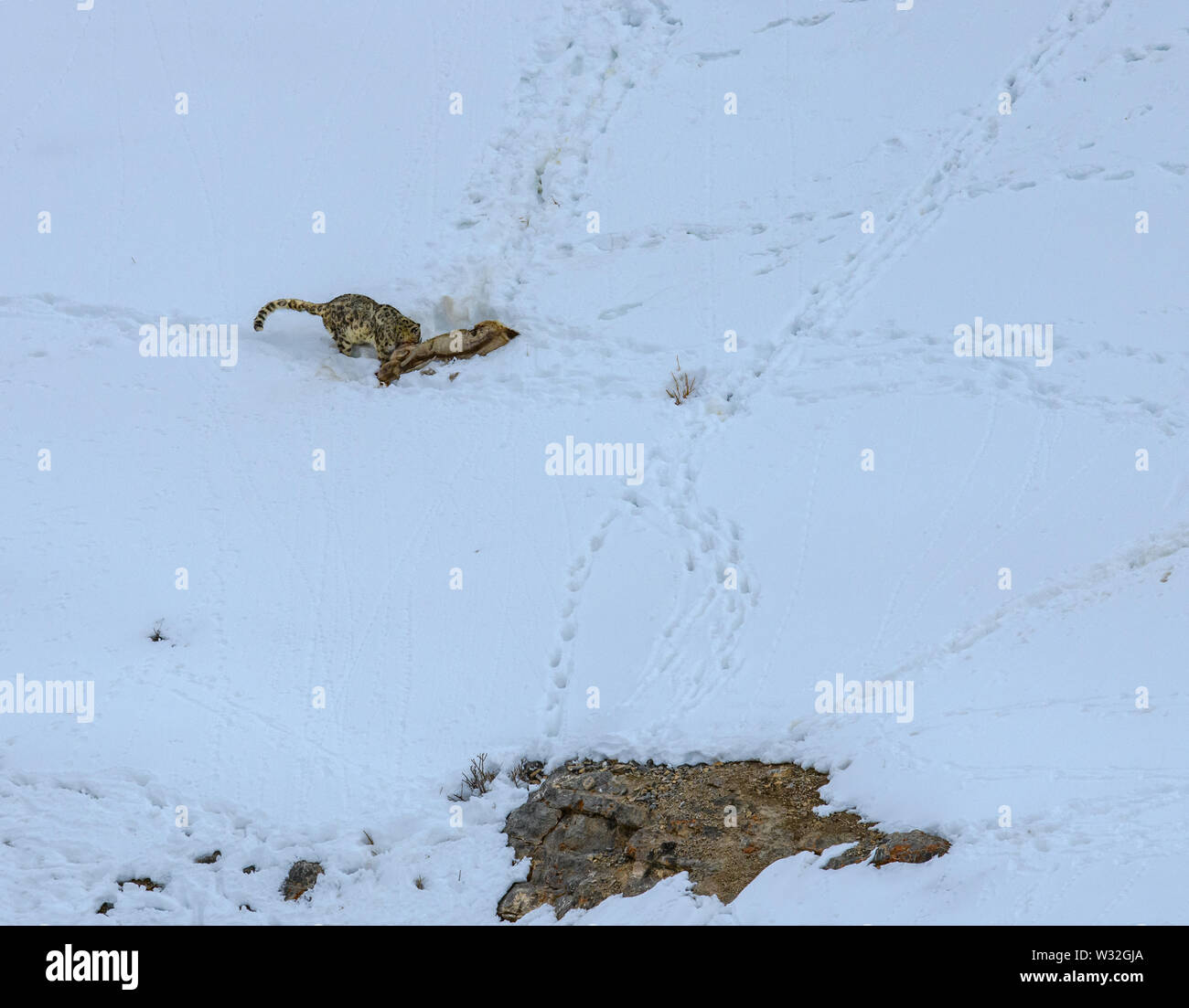 Gray ghost of Himalayas (Snow Leopard), killing and eating an Ibex ...