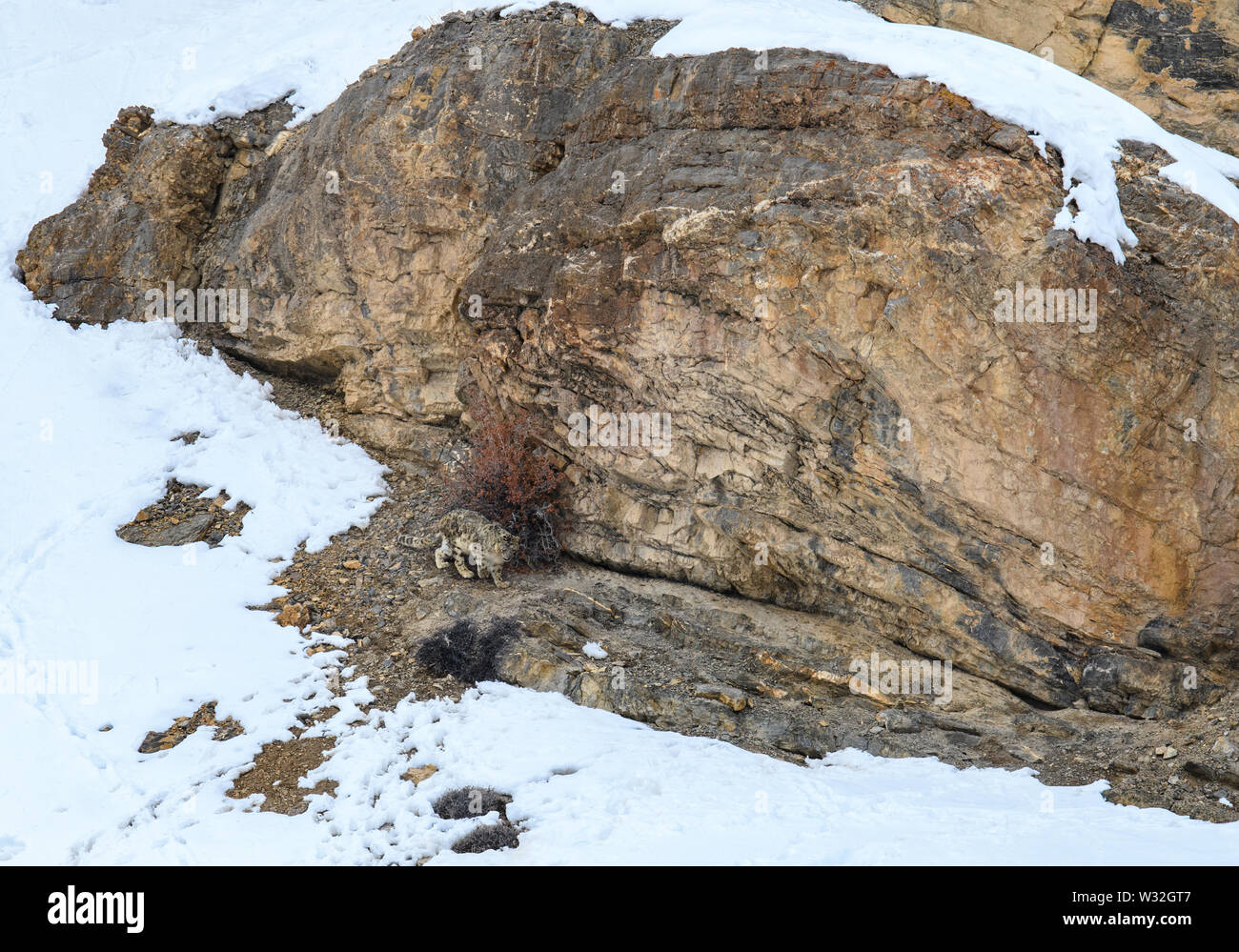Gray ghost of Himalayas (Snow Leopard), killing and eating an Ibex ...