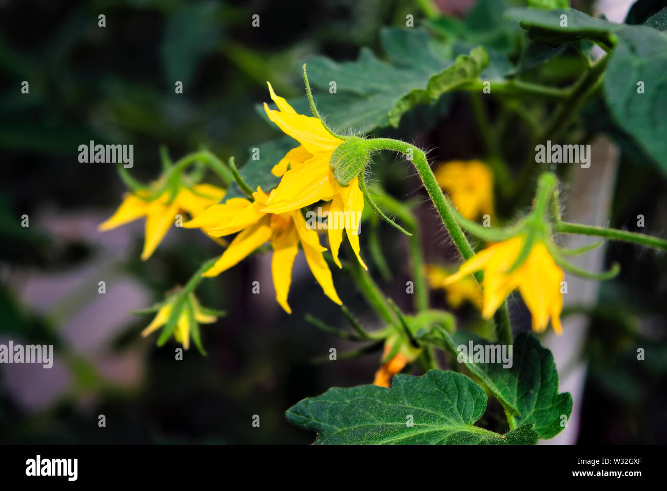 Tomato blooms with yellow flowers. Tomatoes blossom. Fresh summer ...