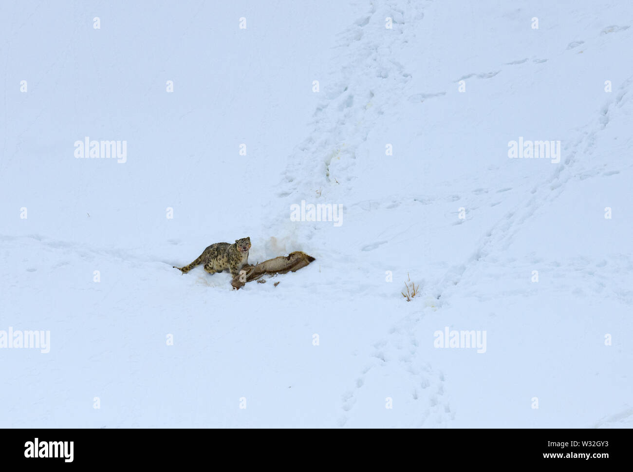 Gray ghost of Himalayas (Snow Leopard), killing and eating an Ibex ...