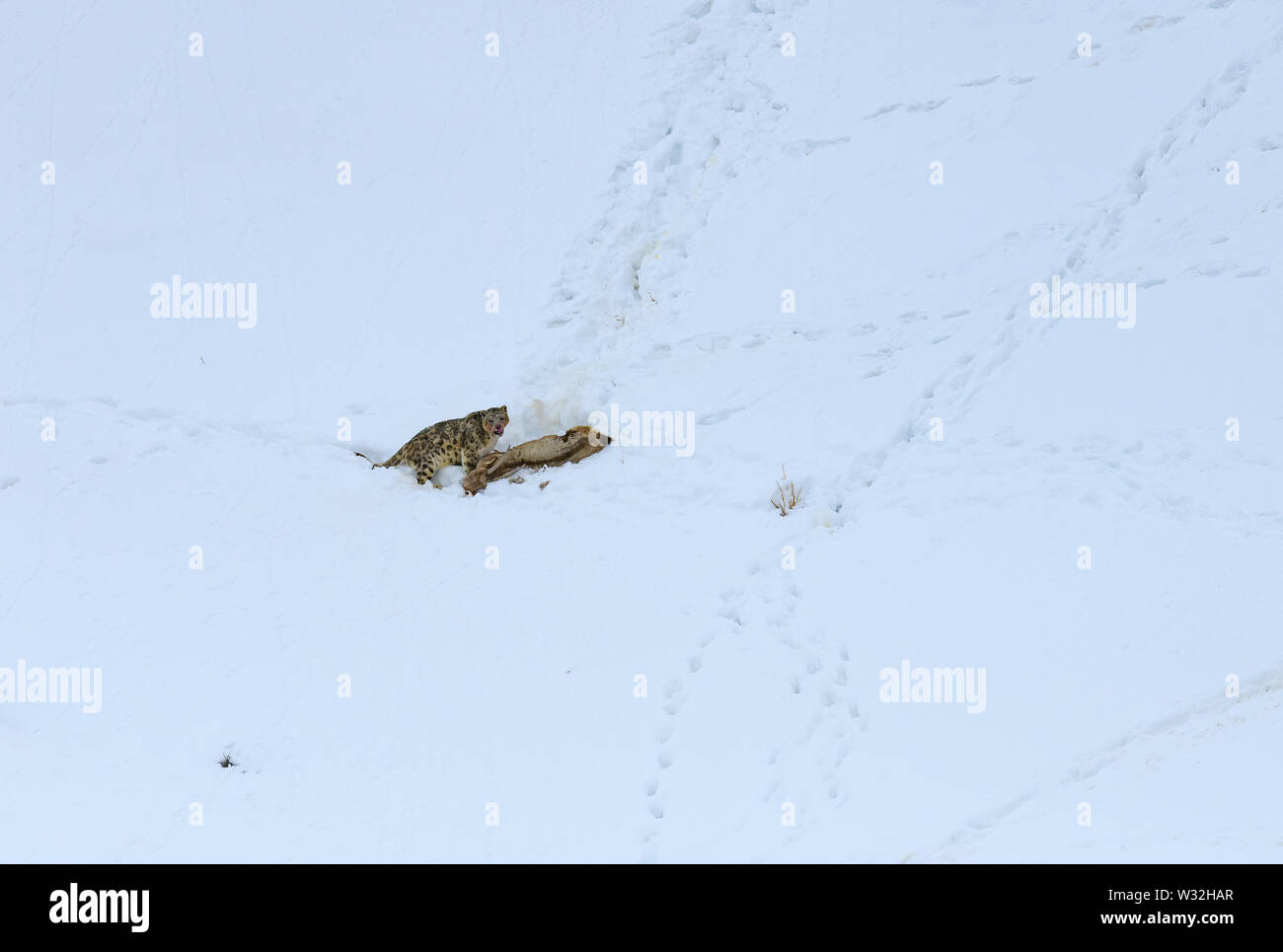 Gray ghost of Himalayas (Snow Leopard), killing and eating an Ibex ...