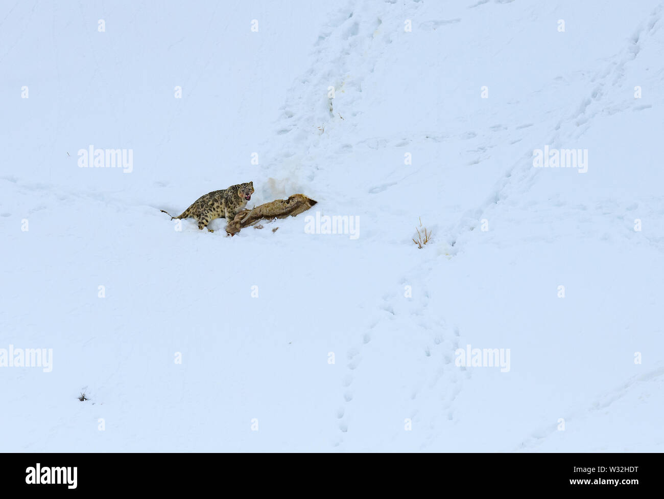 Gray ghost of Himalayas (Snow Leopard), killing and eating an Ibex ...