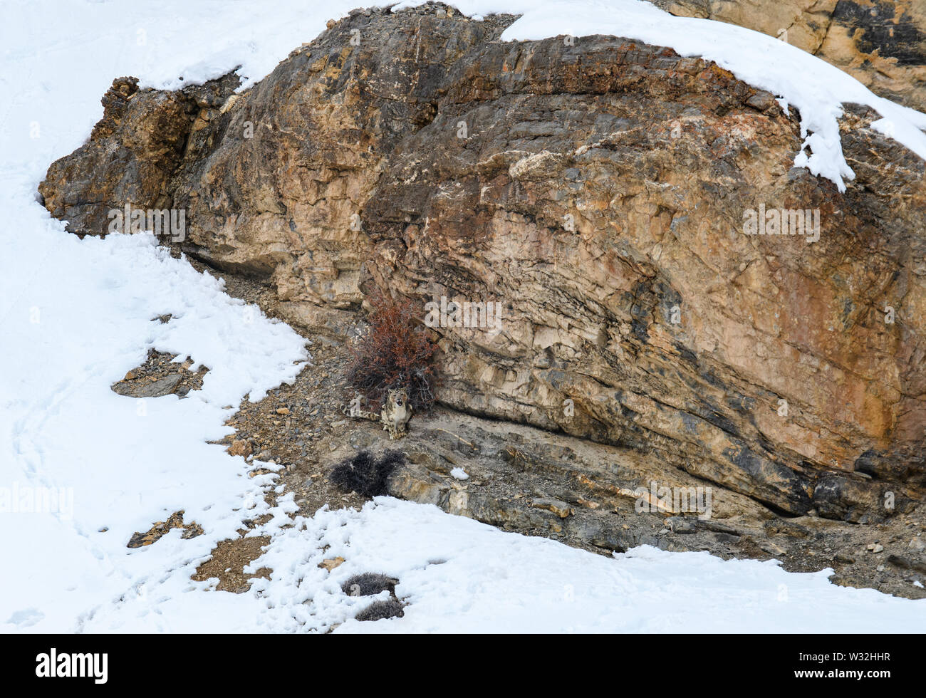 Gray ghost of Himalayas (Snow Leopard), killing and eating an Ibex ...