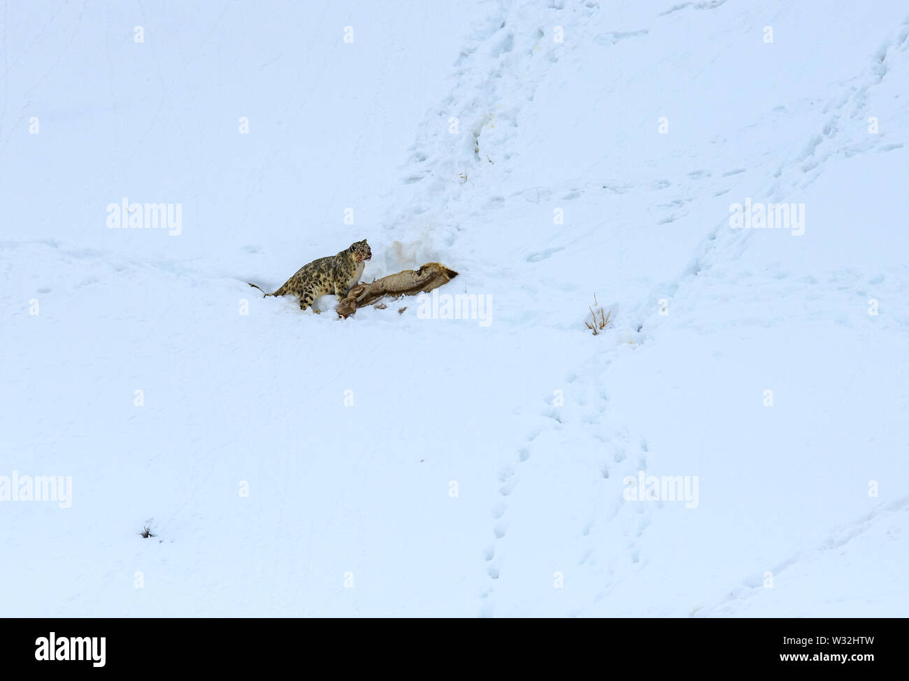 Gray ghost of Himalayas (Snow Leopard), killing and eating an Ibex ...
