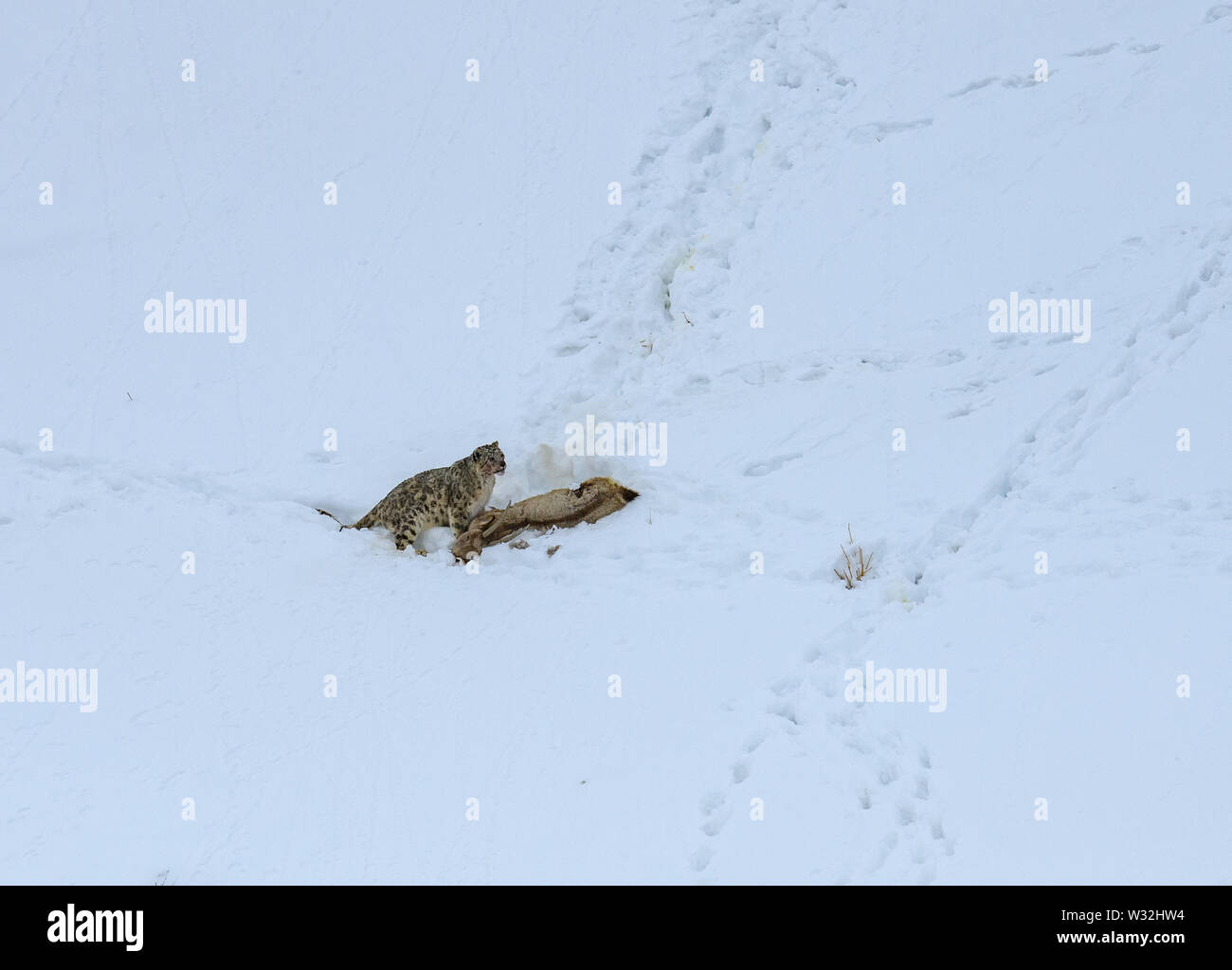 Gray ghost of Himalayas (Snow Leopard), killing and eating an Ibex ...
