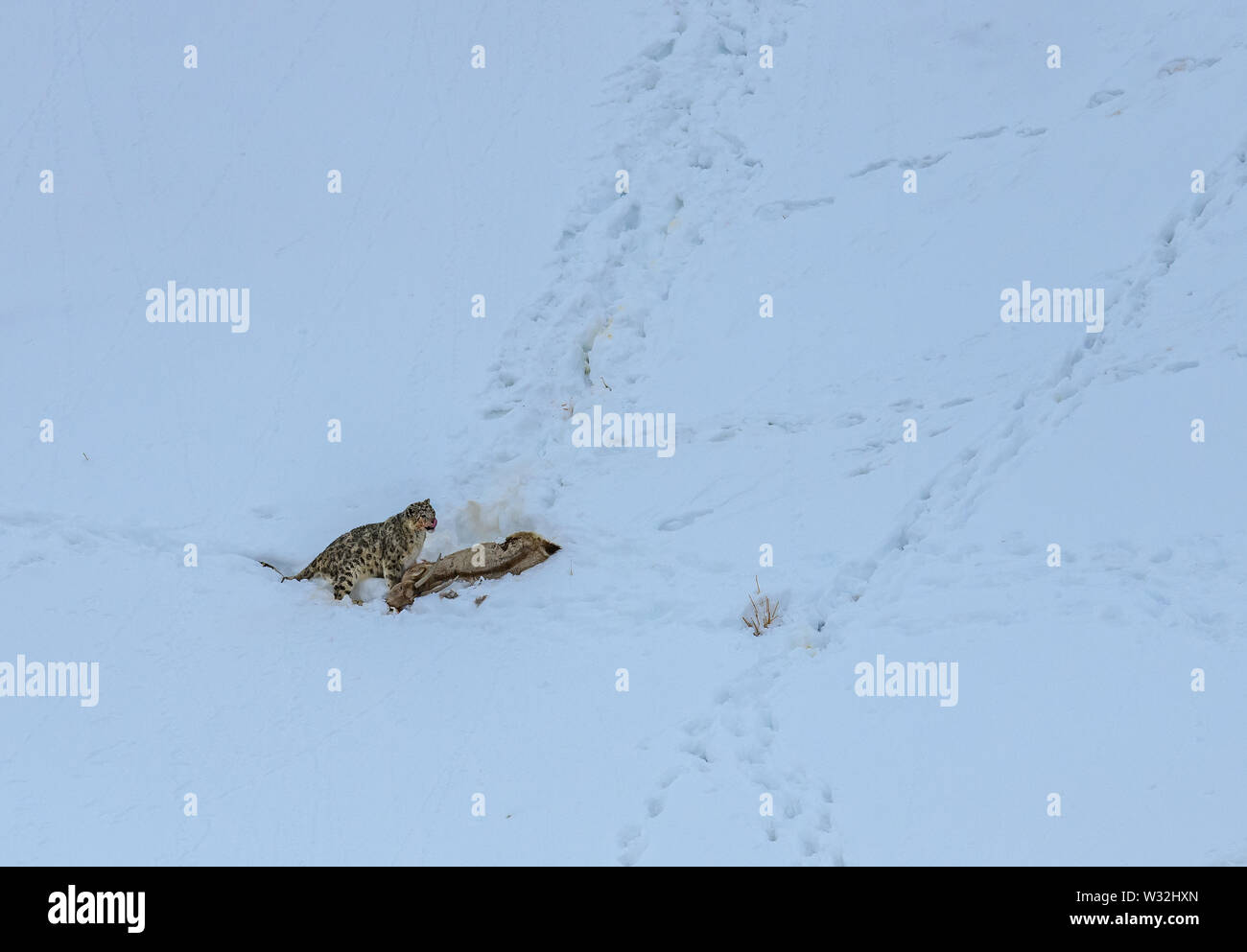 Gray ghost of Himalayas (Snow Leopard), killing and eating an Ibex ...