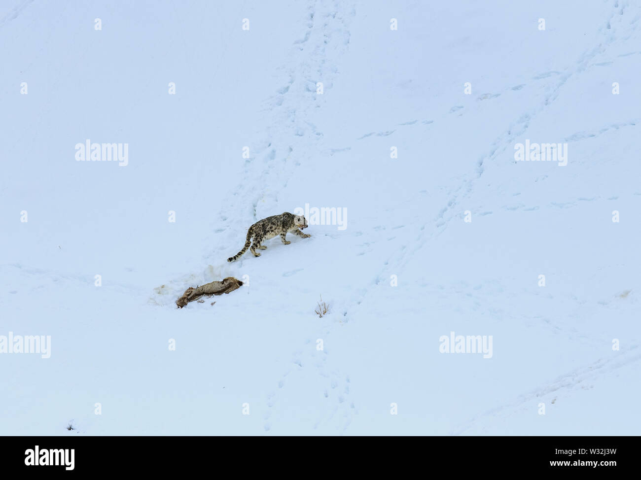 Indian snow leopard tour hi-res stock photography and images - Alamy