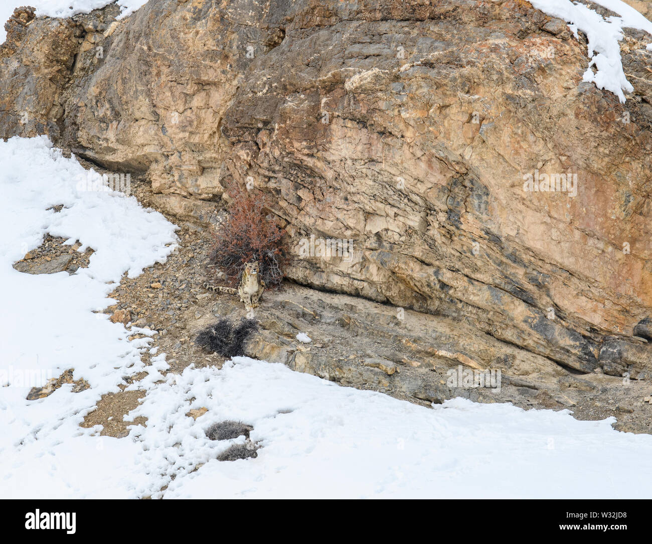 Gray ghost of Himalayas (Snow Leopard), killing and eating an Ibex ...