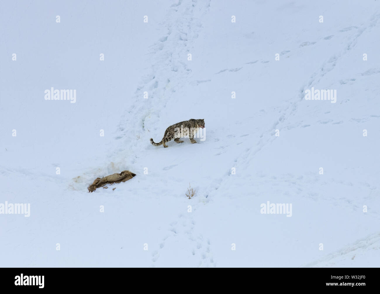 Spiti valley tours hi-res stock photography and images - Alamy
