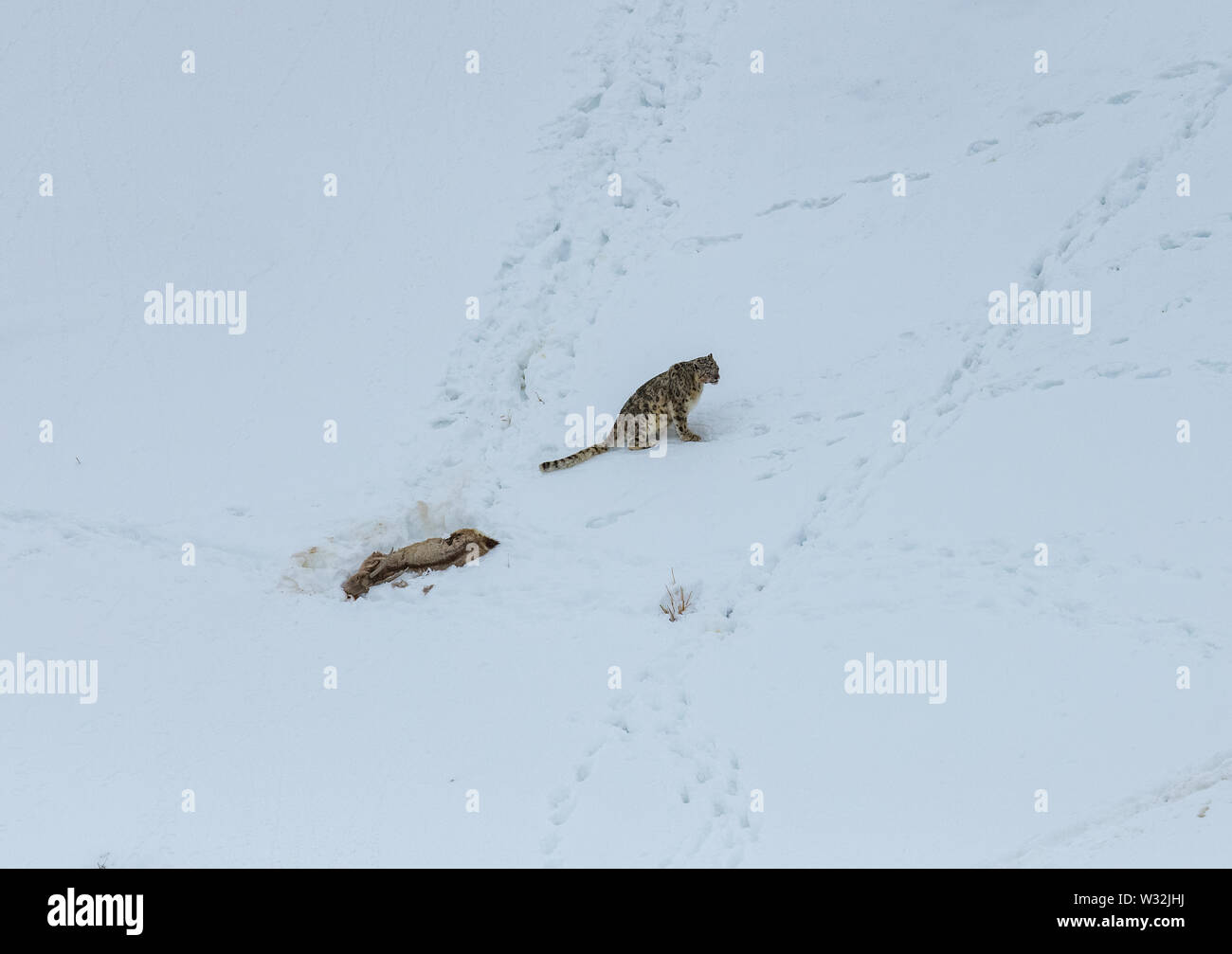 Gray ghost of Himalayas (Snow Leopard), killing and eating an Ibex ...