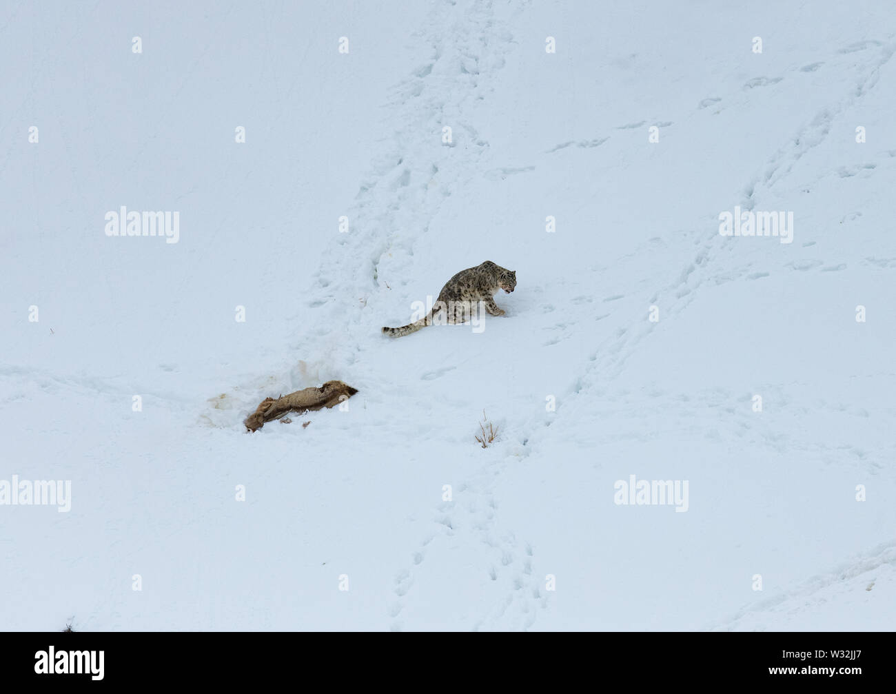 Gray ghost of Himalayas (Snow Leopard), killing and eating an Ibex ...