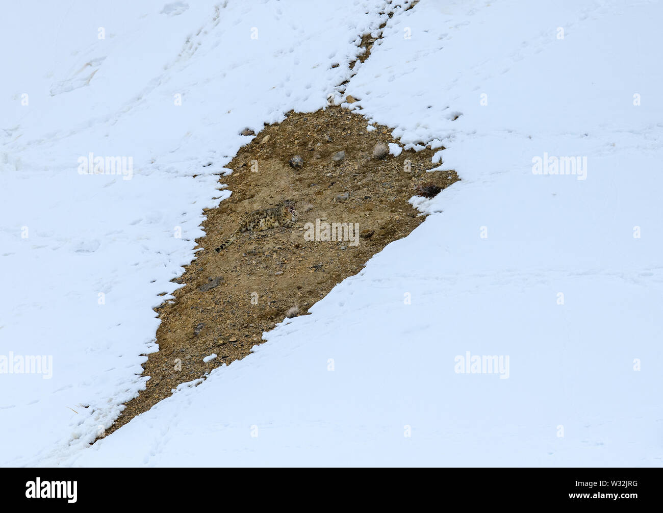 Gray ghost of Himalayas (Snow Leopard), killing and eating an Ibex ...