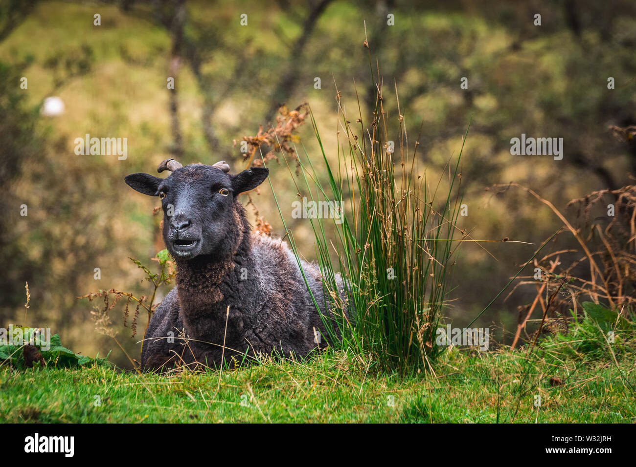 Scottish Highland goat in field with big horns and long ears, Scotland ...
