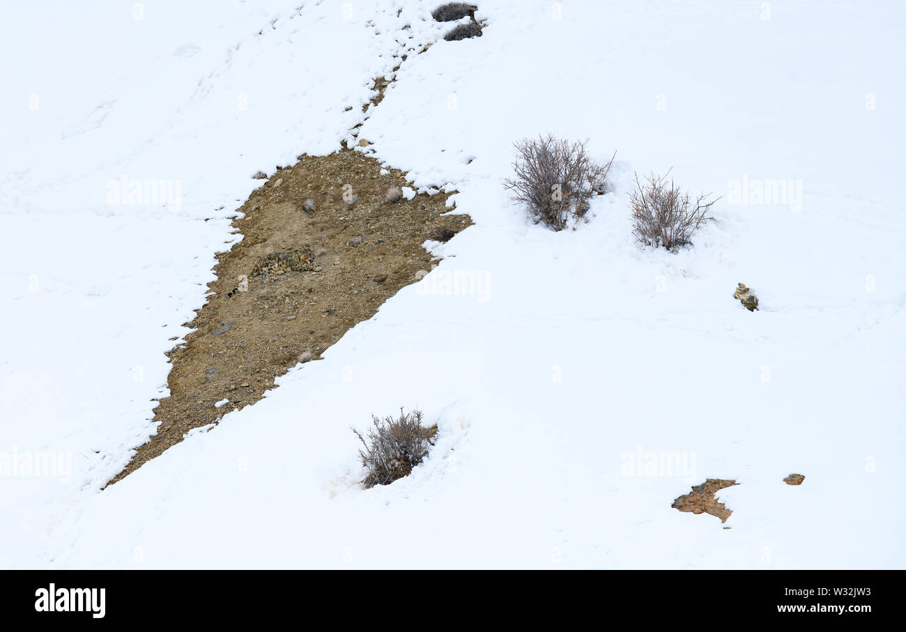 Gray ghost of Himalayas (Snow Leopard), killing and eating an Ibex ...