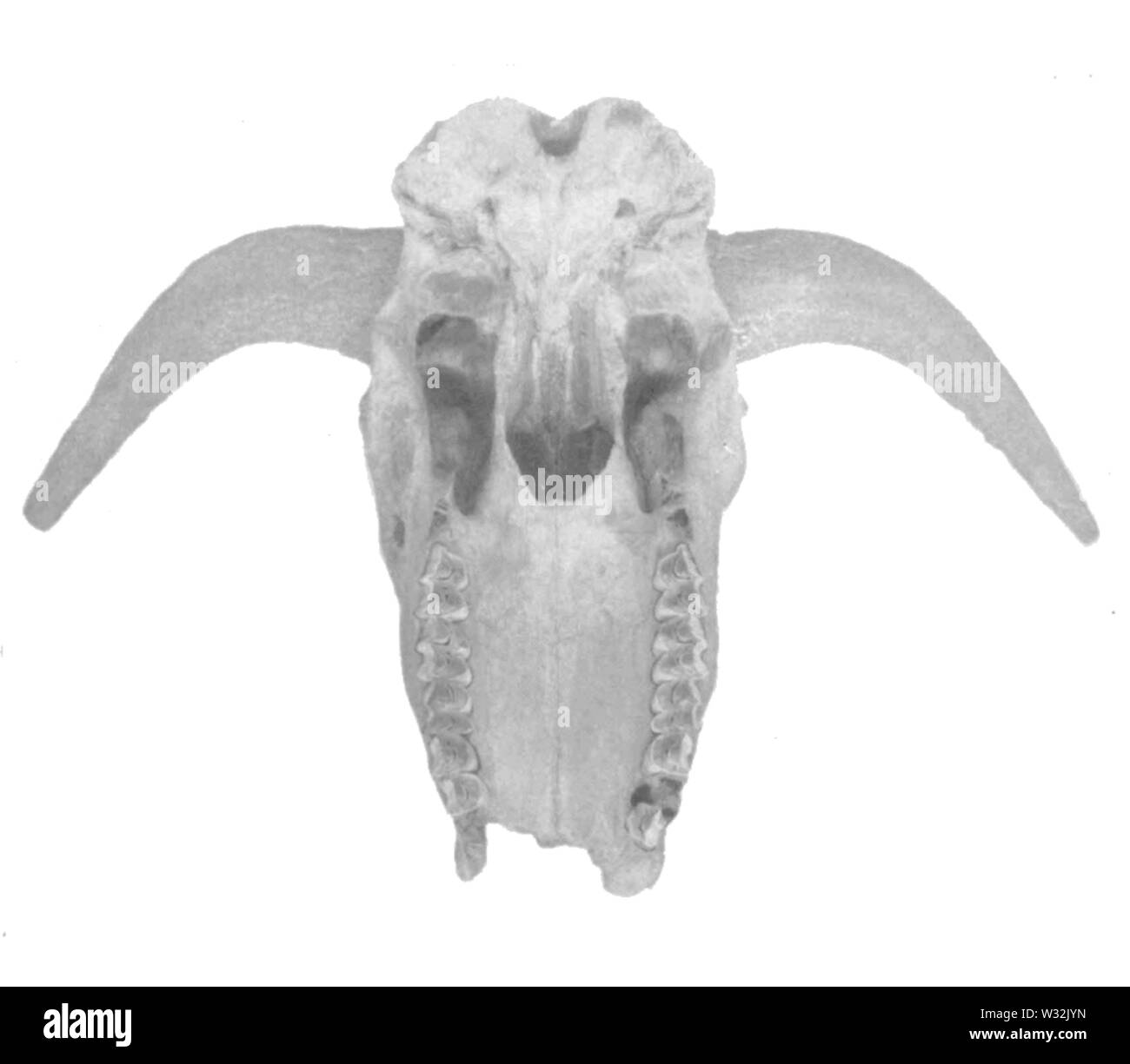 Leidy High Resolution Stock Photography and Images - Alamy