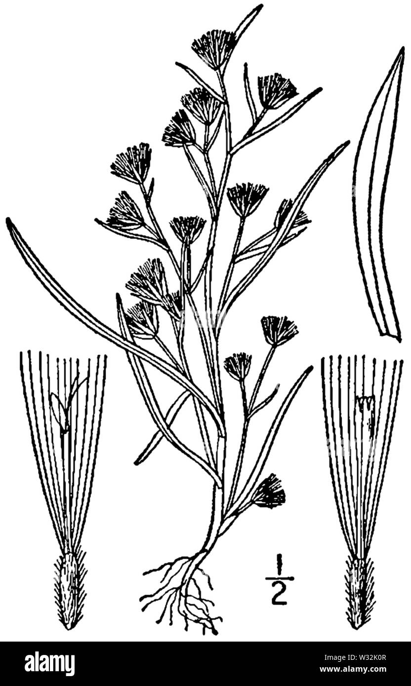 Symphyotrichum ciliatum drawing Stock Photo - Alamy