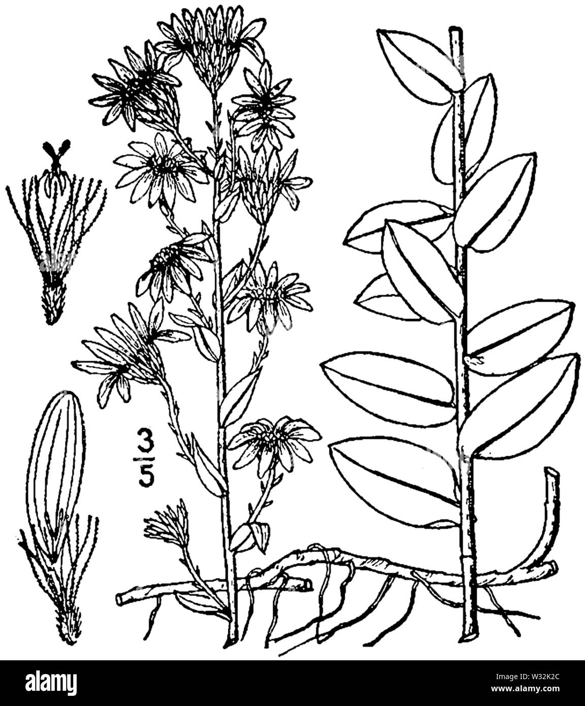 Symphyotrichum concolor drawing 01 Stock Photo - Alamy