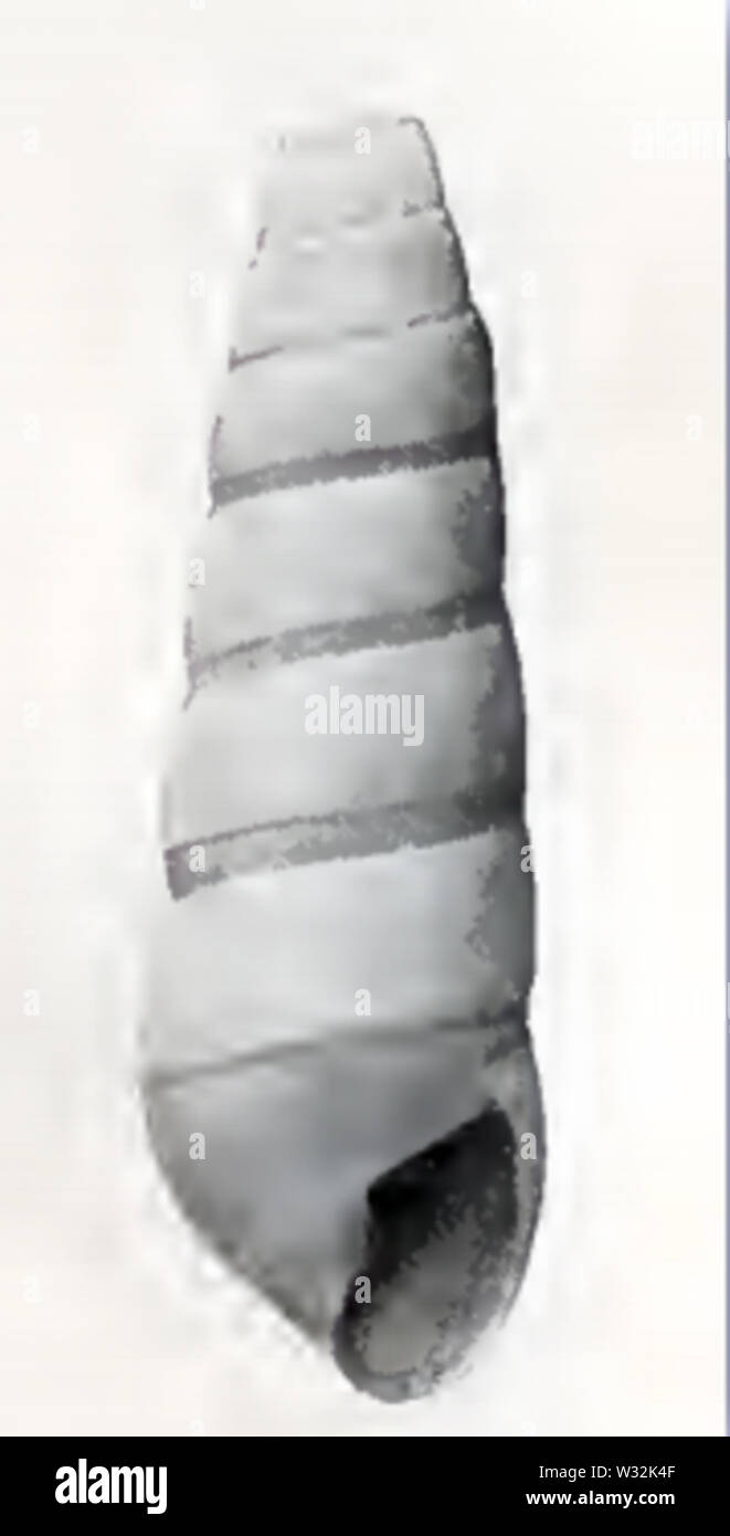 Pyrrha hi-res stock photography and images - Alamy