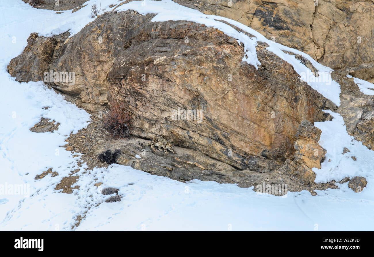 Gray ghost of Himalayas (Snow Leopard), killing and eating an Ibex ...