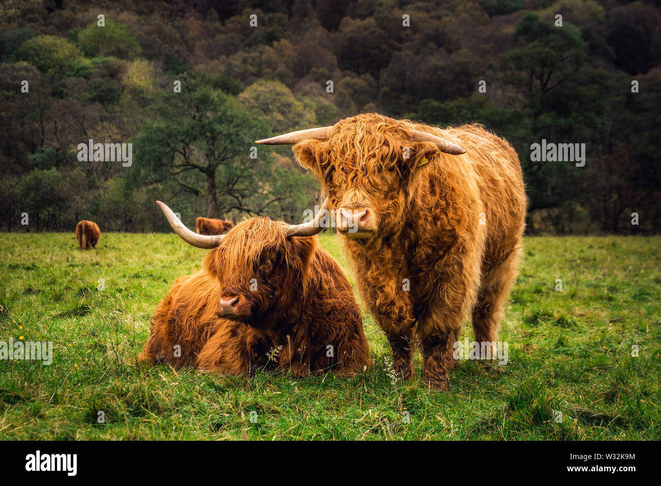 Scottish Highland Cow in field with big horns and long hair, Scotland ...
