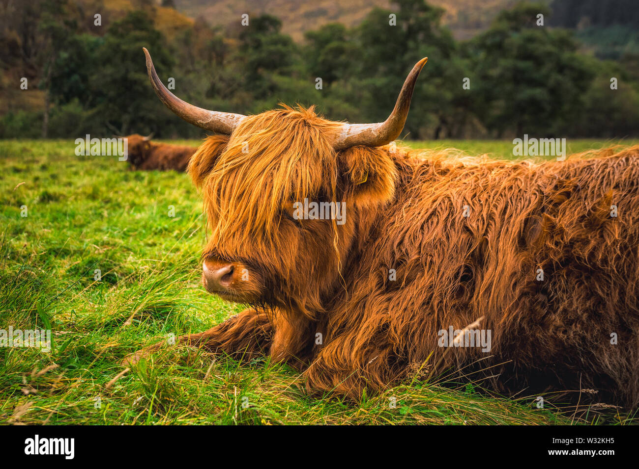 Scottish Highland Cow in field with big horns and long hair, Scotland ...