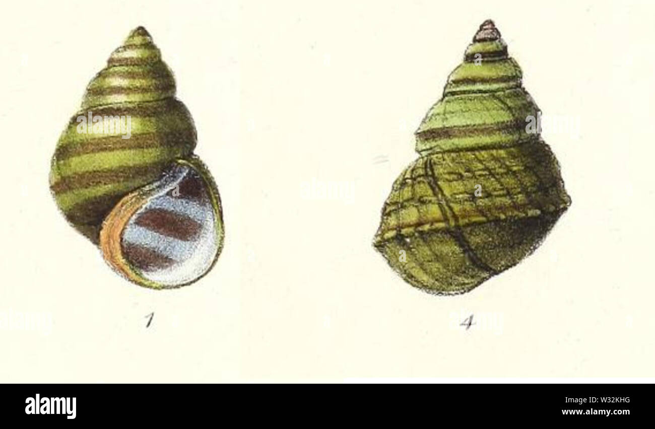 Taia naticoides Conchologia Indica pl76, figs1,4 Stock Photo - Alamy