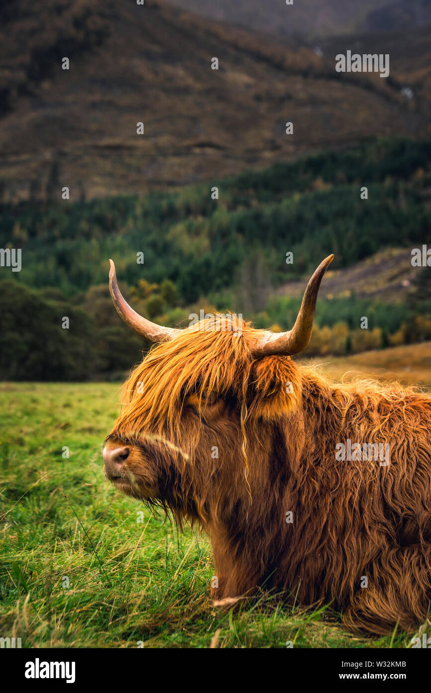 Scottish Highland Cow in field with big horns and long hair, Scotland ...