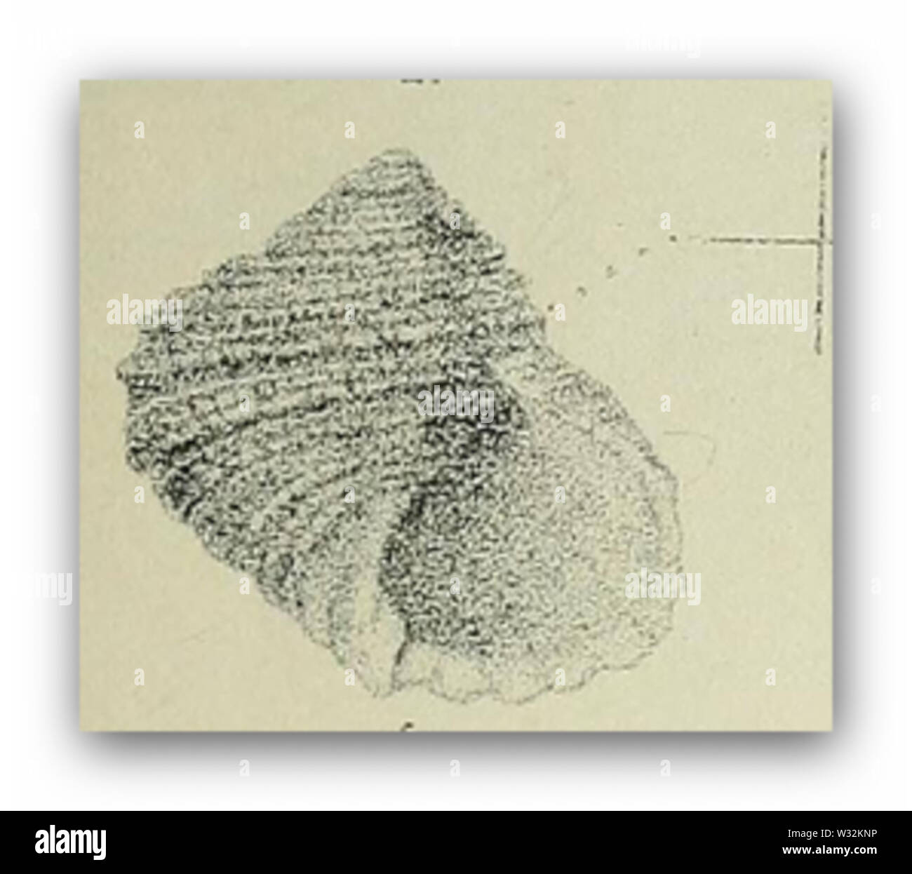 Roseola hi-res stock photography and images - Alamy