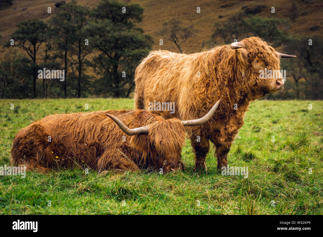Scottish Highland Cow in field with big horns and long hair, Scotland ...