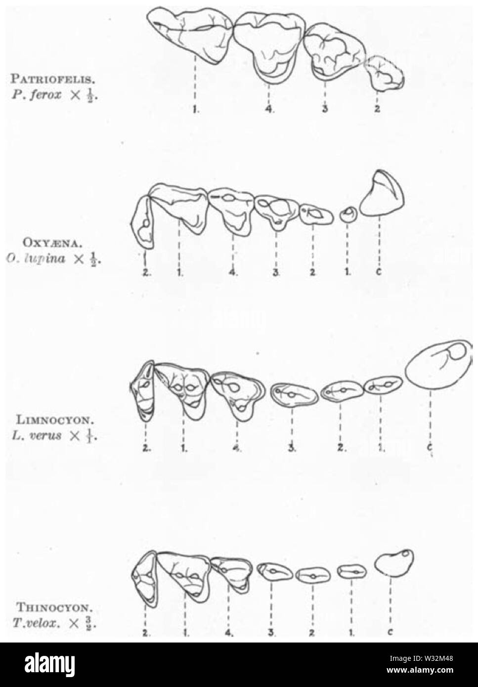 Middle Eocene High Resolution Stock Photography and Images - Alamy