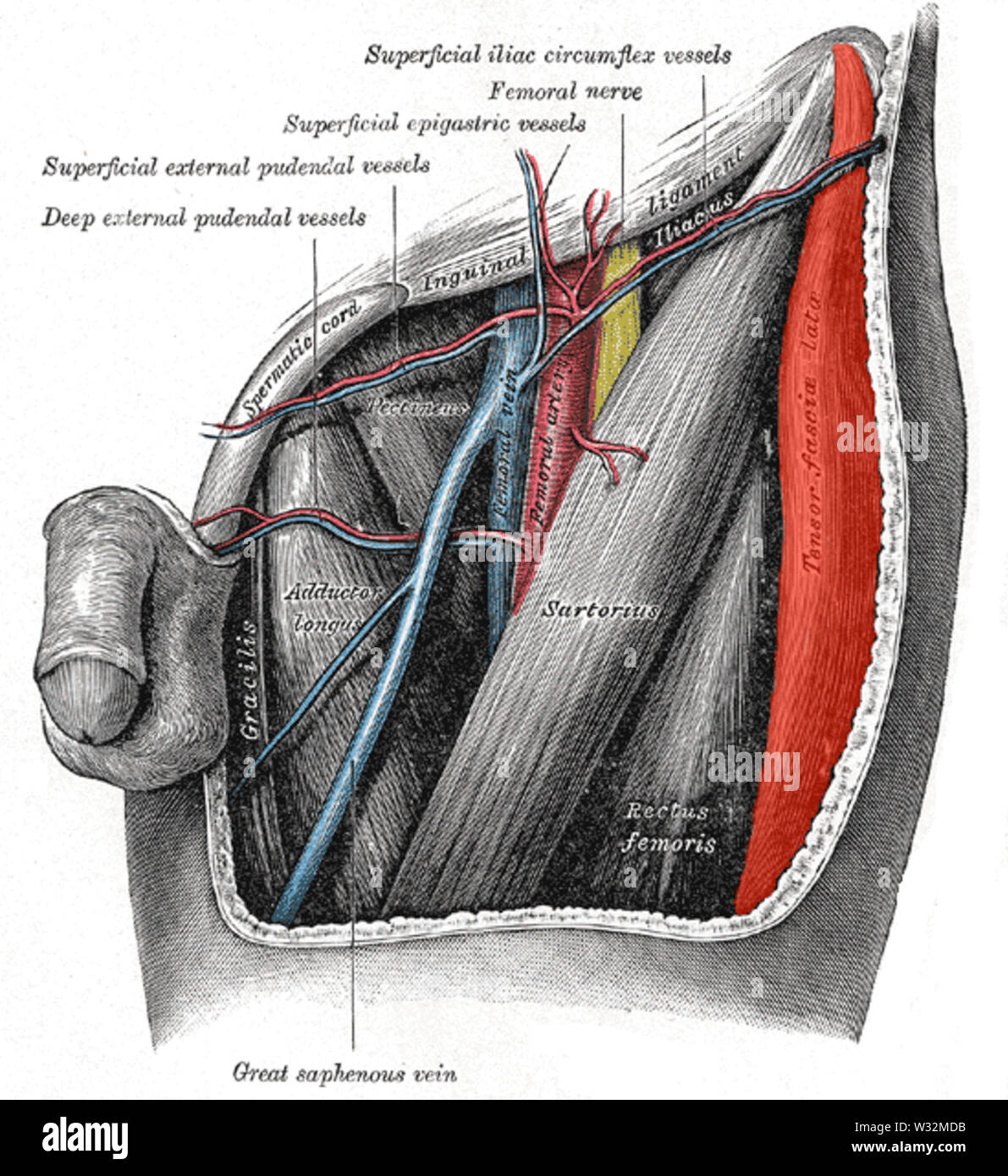 Tensor fasciae latae hi-res stock photography and images - Alamy