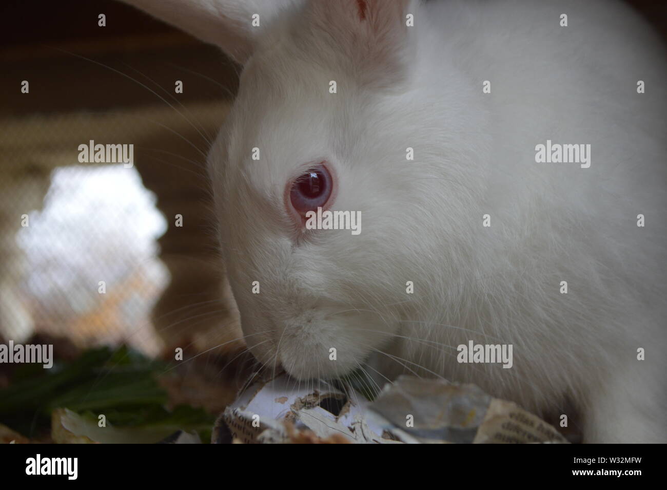 Sugar, my albino rabbit enjoys life in er homemade cage Stock Photo - Alamy