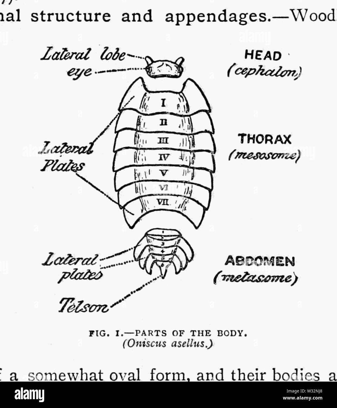 The British Woodlice 01 Stock Photo - Alamy