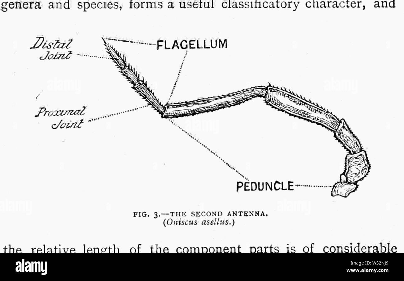 The British Woodlice 03 Stock Photo - Alamy