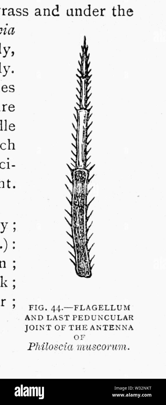 The British Woodlice 28 Stock Photo - Alamy