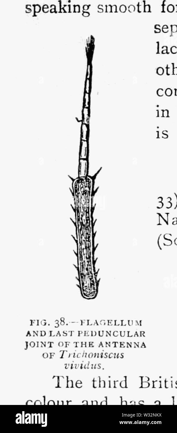 The British Woodlice 22 Stock Photo - Alamy