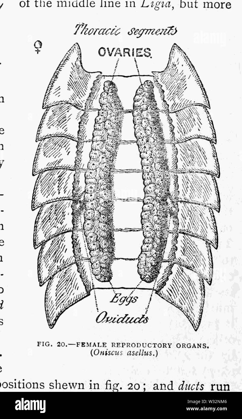 The British Woodlice 14 Stock Photo - Alamy