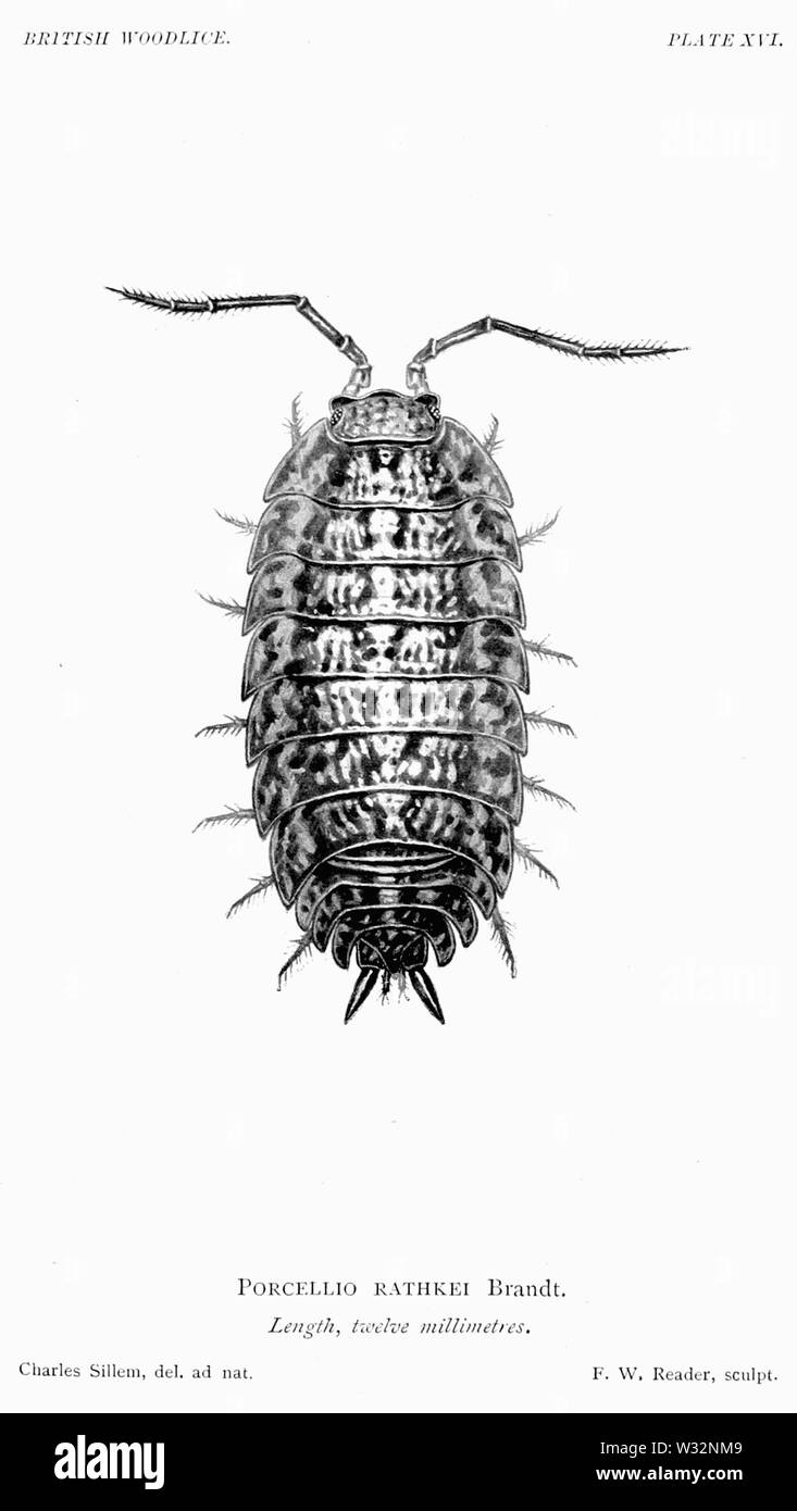 The British Woodlice 59 Stock Photo - Alamy