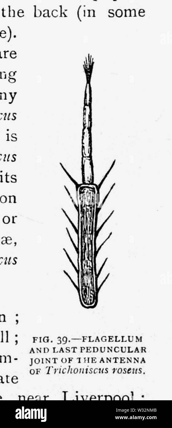 The British Woodlice 23 Stock Photo - Alamy