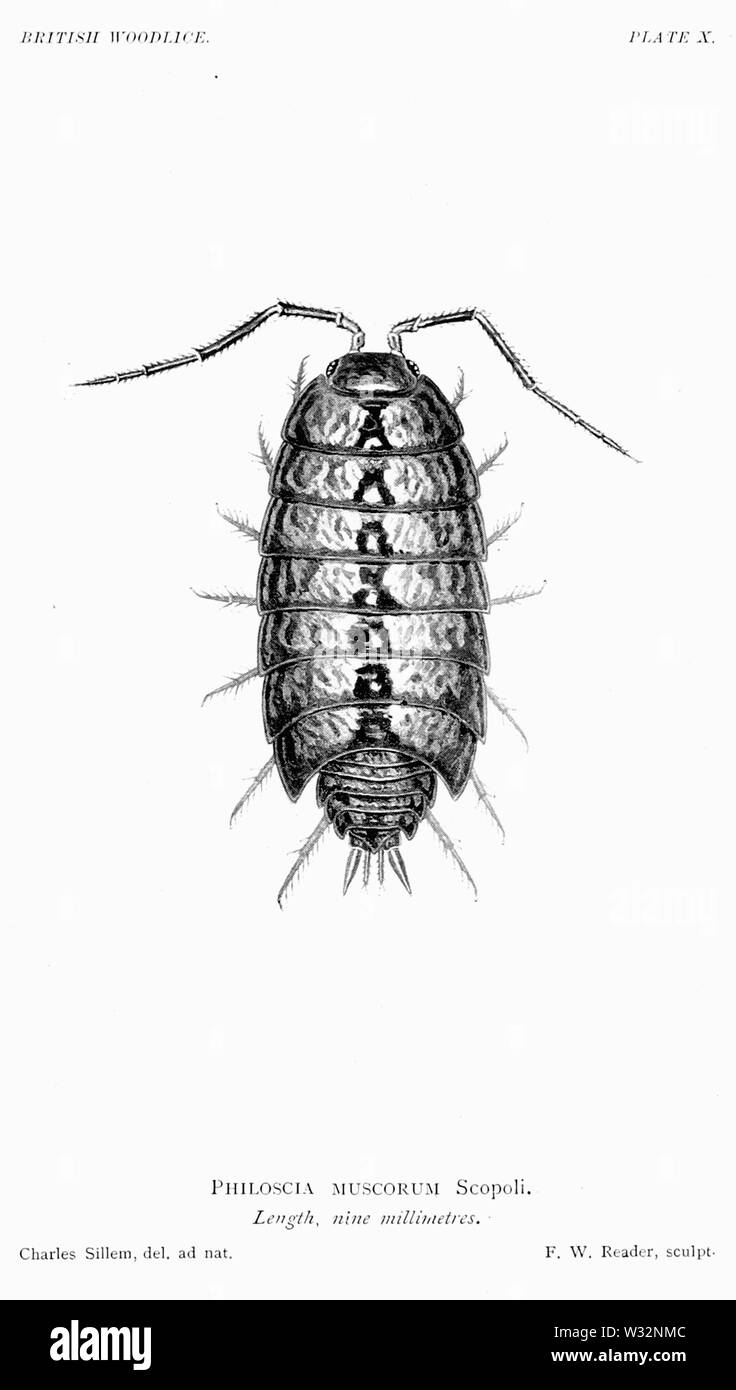 The British Woodlice 53 Stock Photo - Alamy