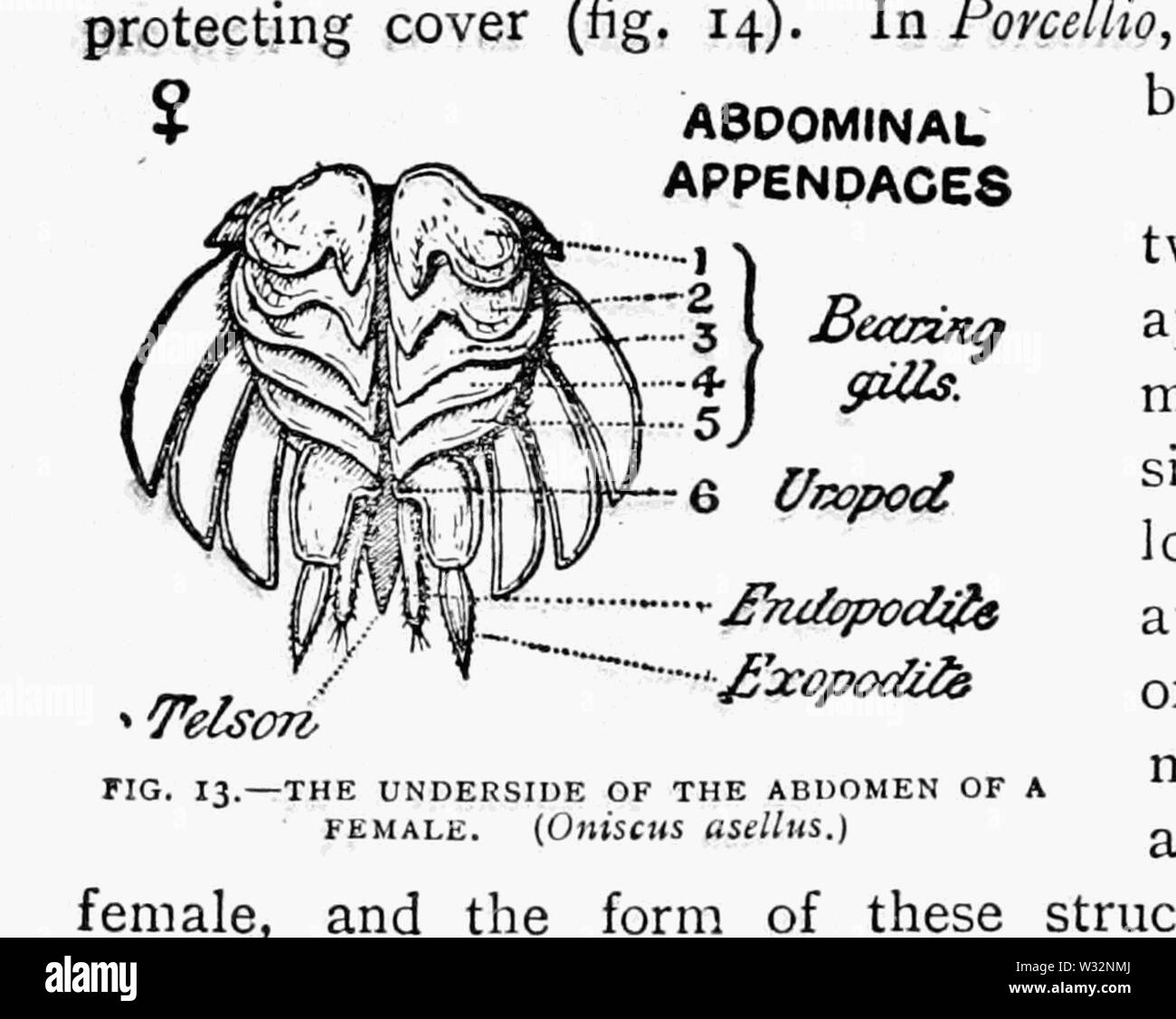 The British Woodlice 08 Stock Photo - Alamy
