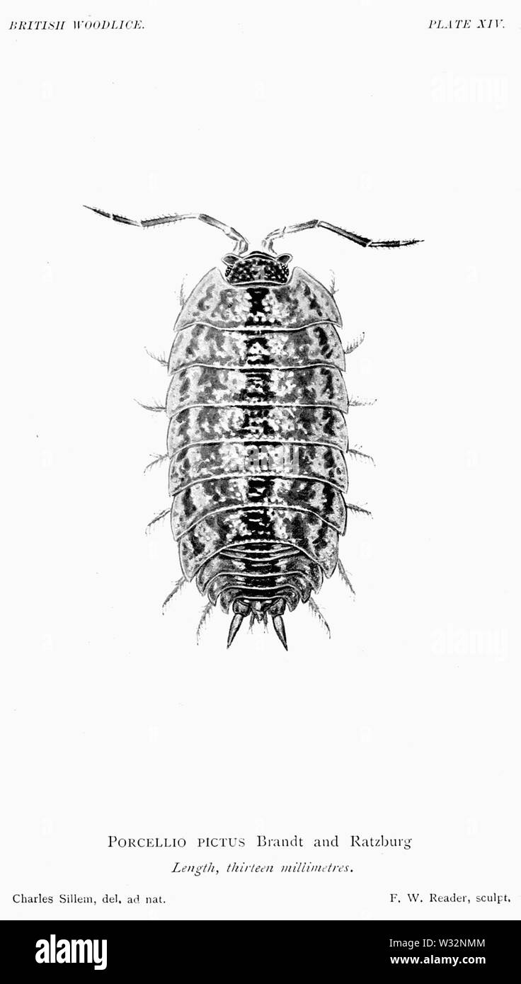 The British Woodlice 57 Stock Photo - Alamy