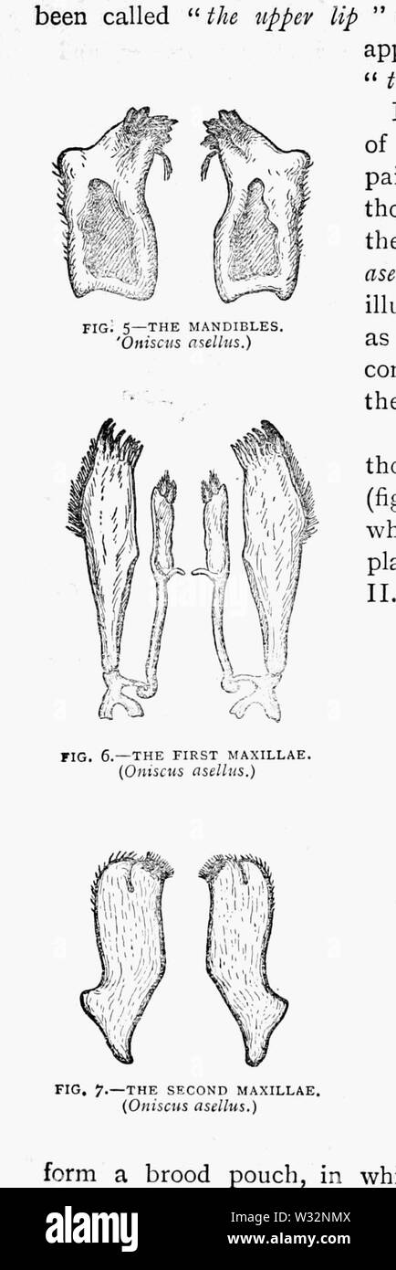 The British Woodlice 05 Stock Photo - Alamy