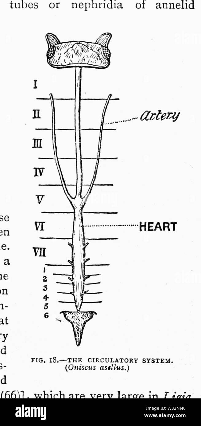 The British Woodlice 12 Stock Photo - Alamy
