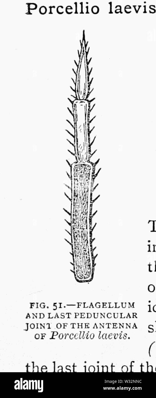 The British Woodlice 35 Stock Photo - Alamy