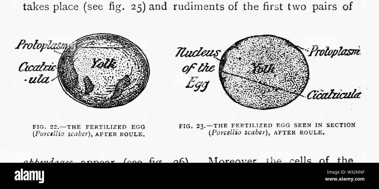 The British Woodlice 16 Stock Photo - Alamy