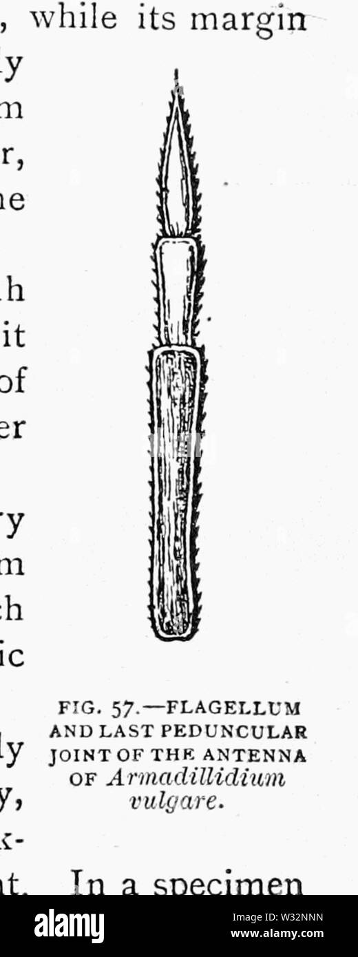 The British Woodlice 41 Stock Photo - Alamy