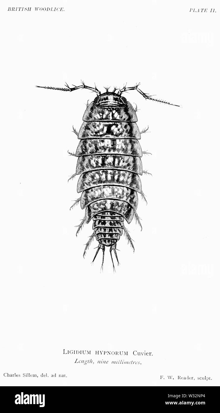 The British Woodlice 45 Stock Photo - Alamy
