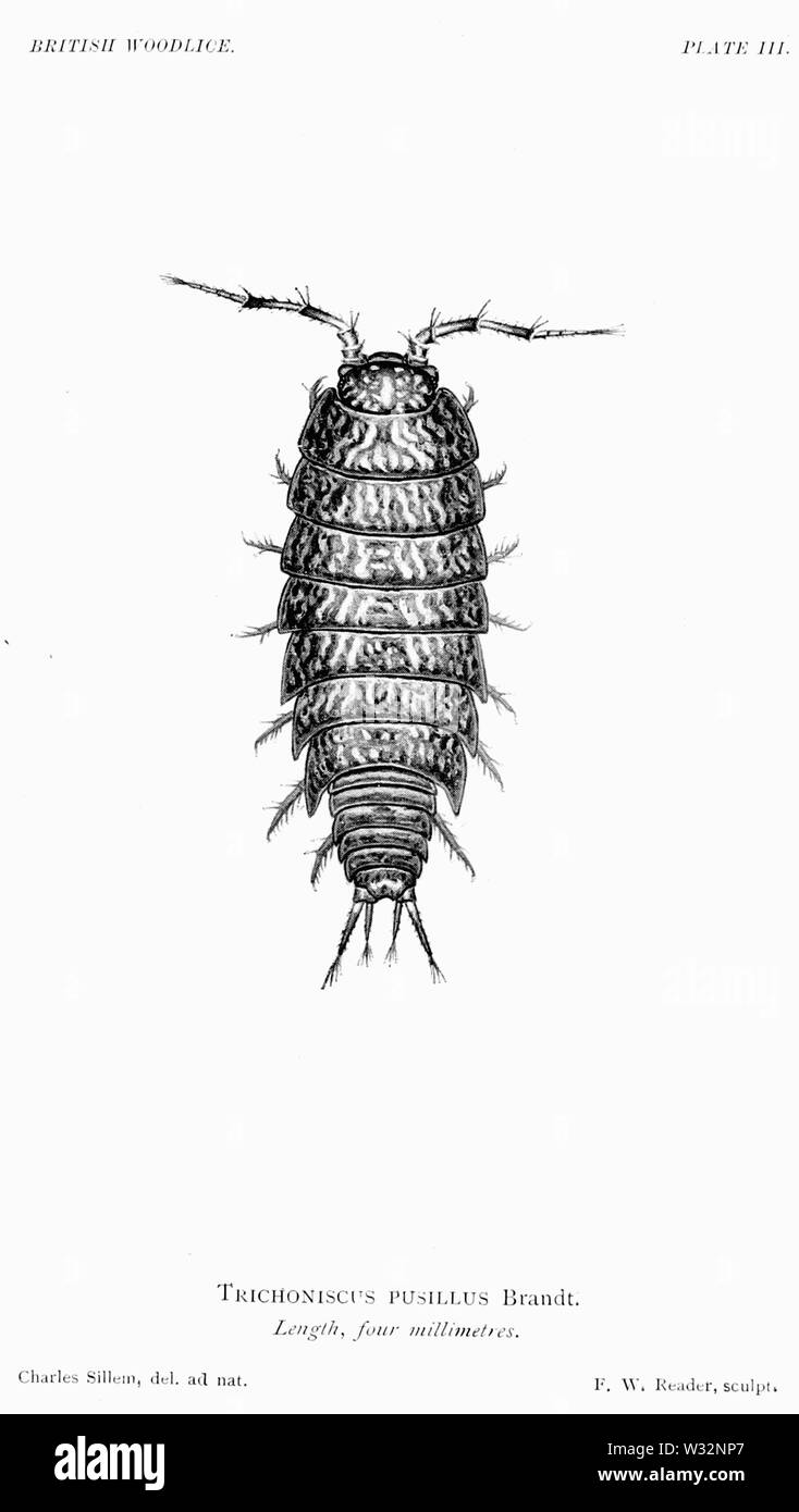 The British Woodlice 46 Stock Photo - Alamy