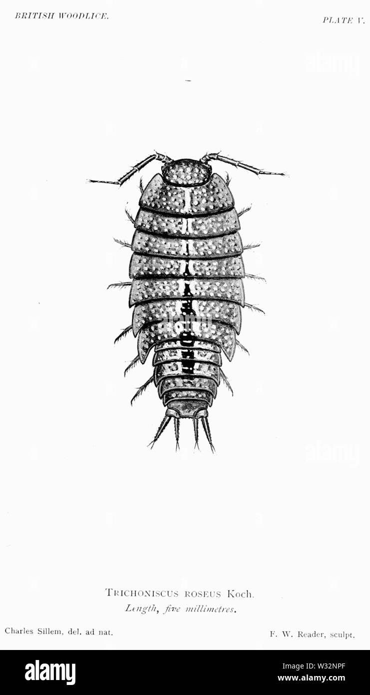 British illustration Cut Out Stock Images & Pictures - Alamy